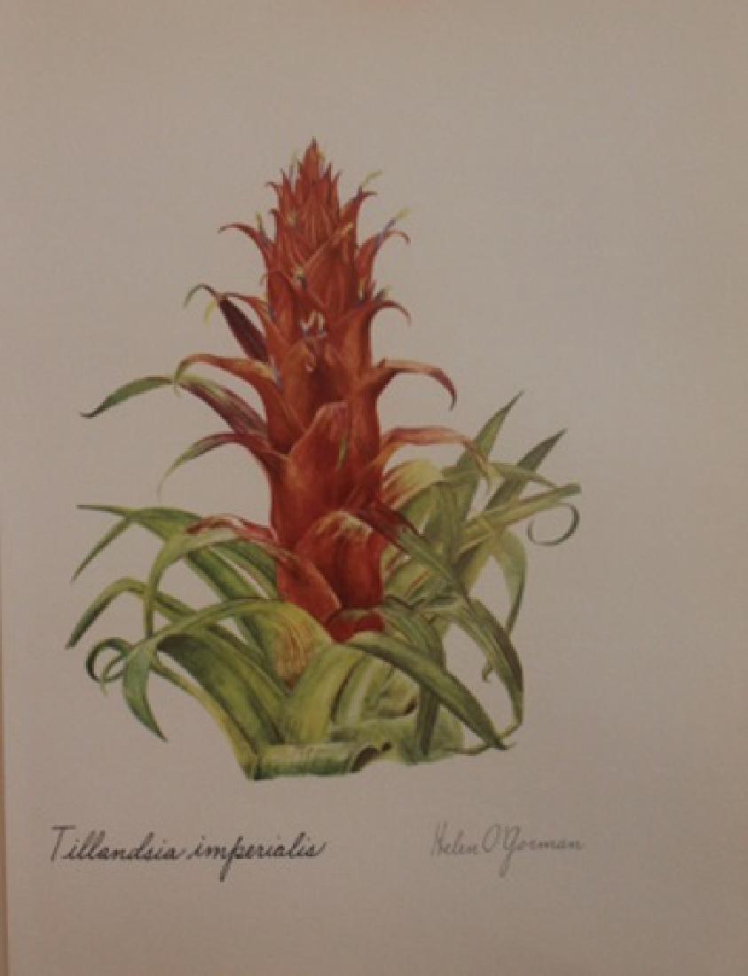 Signed 1961 Lithograph Helen O'Gorman