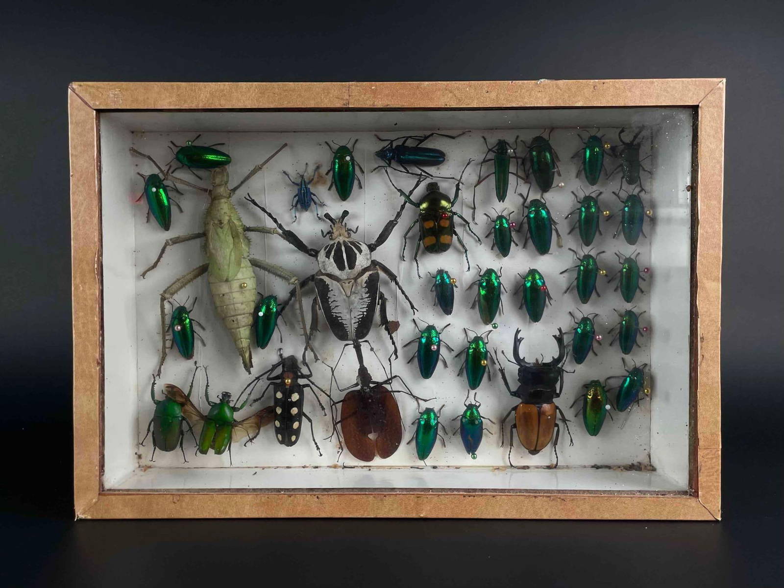 Entomology Shadow Box (beetles And Mantises) Auction