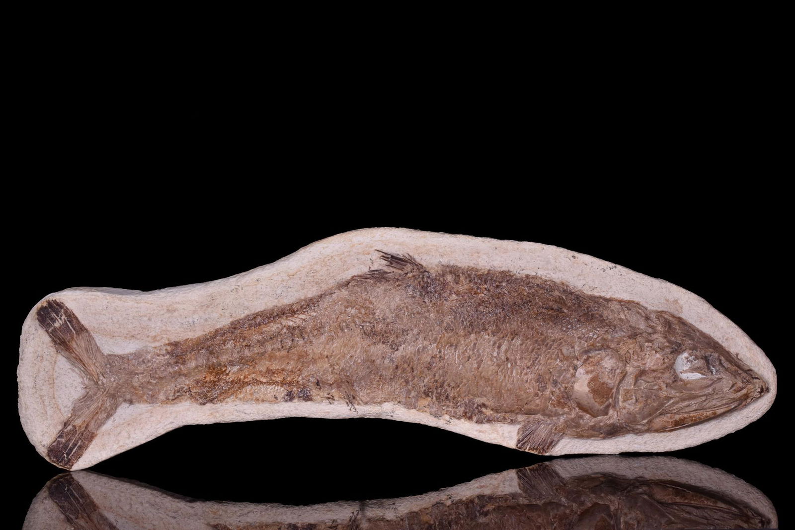 FOSSILIZED REMAINS OF PREHISTORIC FISH IN STONE (#0452) on Jan 29, 2023 ...