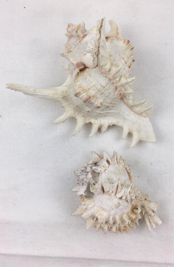 Gorgeous Spiky Conch Shell Nautical Lot