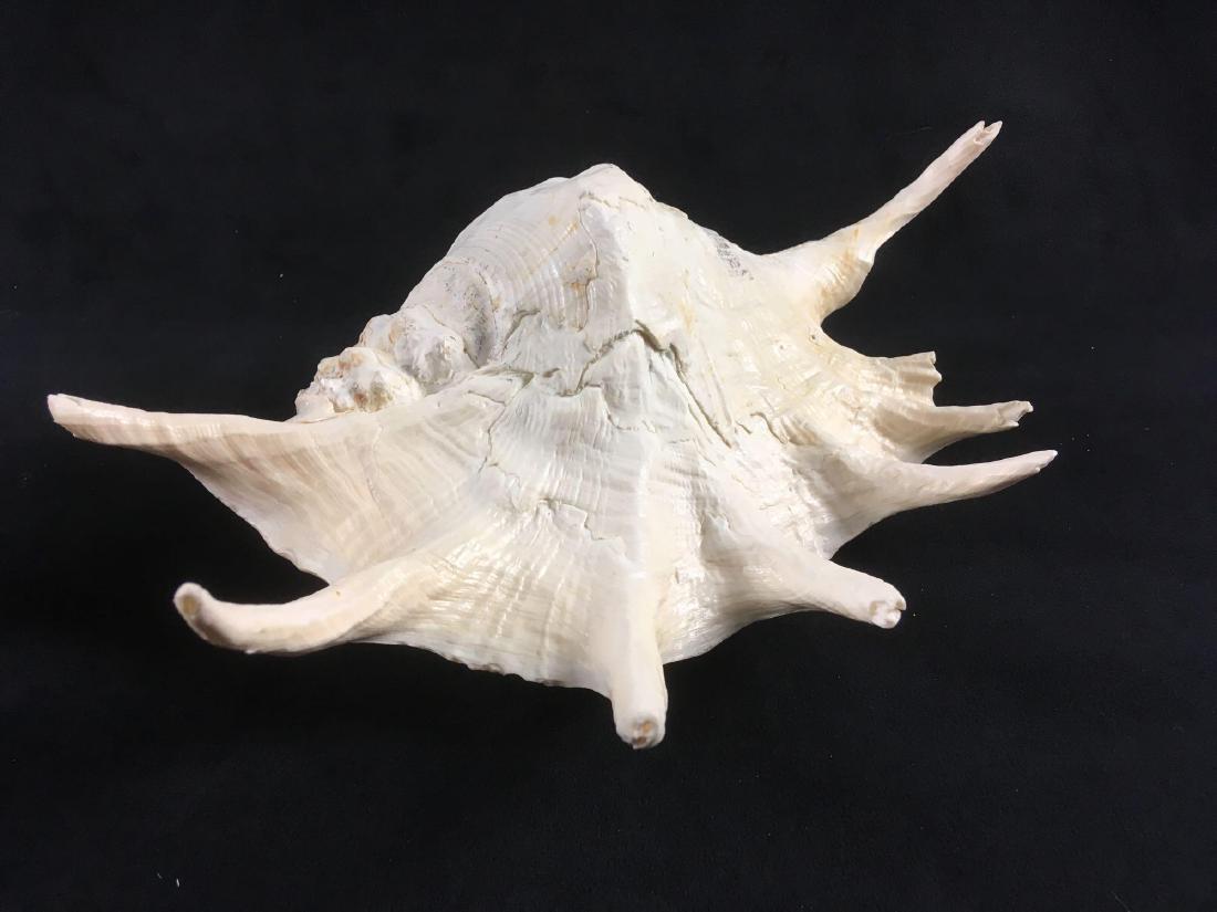 Large Spider Conch Shell