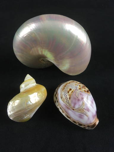 Nautilus Shell And 2 Hand Carved Shells