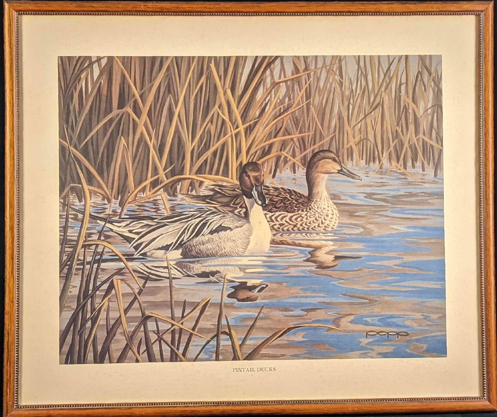 Framed Raymond Popp Pintail Ducks Litho
