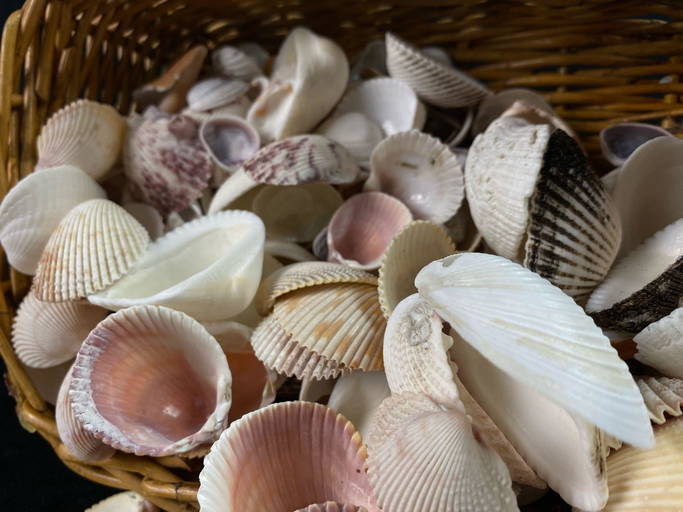 Mixed Lot Of Antique Sea Shells In Basket