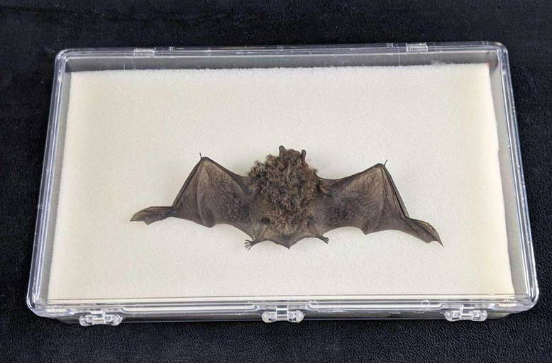 Displayed Real Bat Dead Small Bat In Display Case (#1141) on May 06 ...