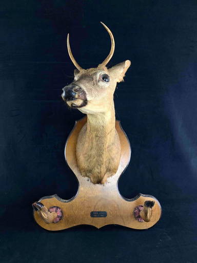 Vintage 2 Point Buck Mount W Hooves Gun Rack (#0358) on Jul 03, 2022 ...