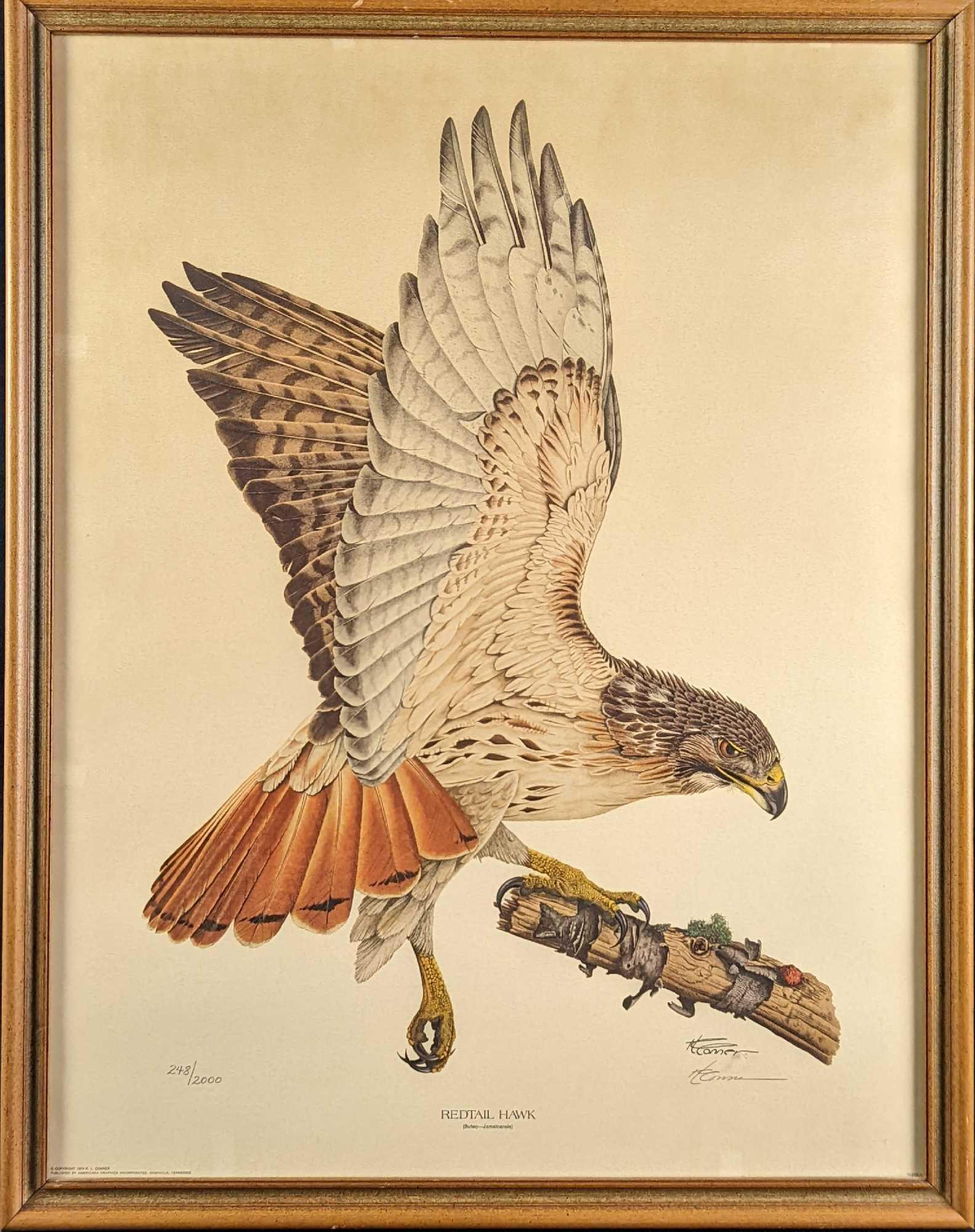Vintage Framed S&N Ralph Conner Red Tail Hawk Print - Mar 29, 2023 ...