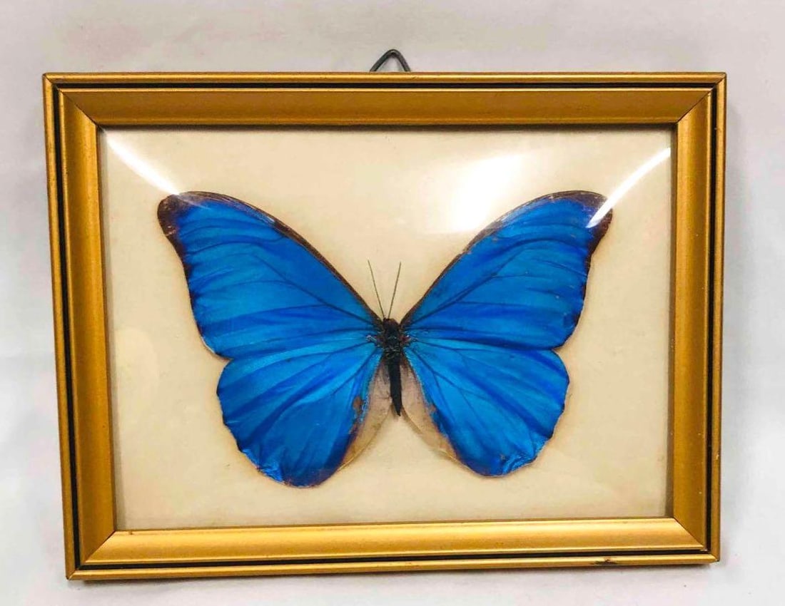 Framed Blue Morpho Butterfly Auction
