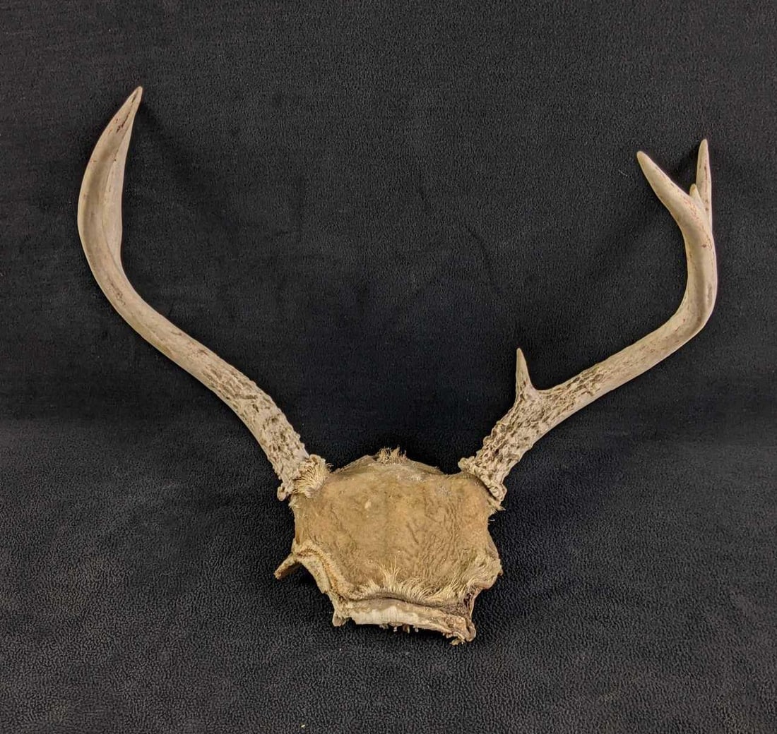 Buck Antlers 5 Point Buck Antlers Auction