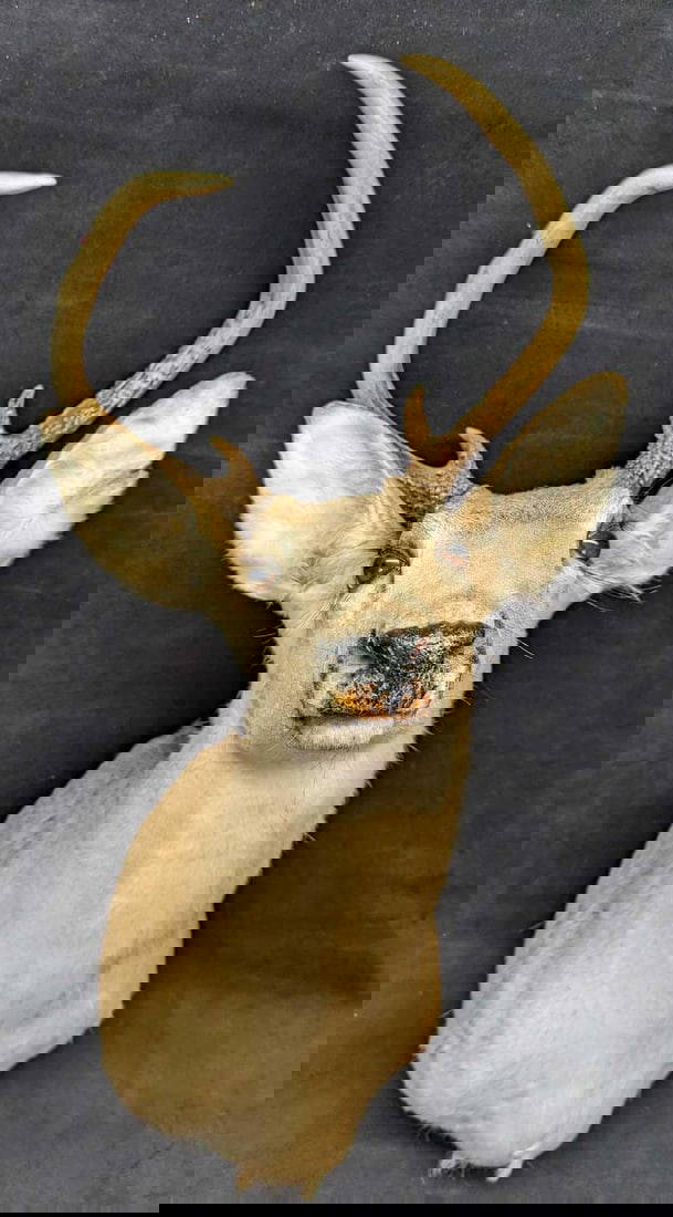 Vintage 5 Point Buck Deer Head & Shoulder Taxidermy Mount Auction