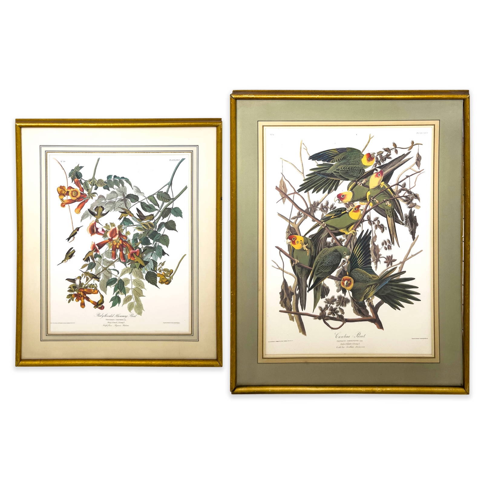 John James Audubon - Rubythroated Humming Bird / Carolina Parrot ( 2 ...