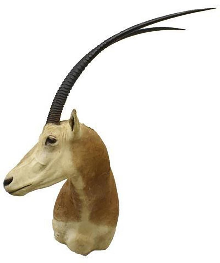 Scimitar Oryx Taxidermy Shoulder Mount Trophy Auction