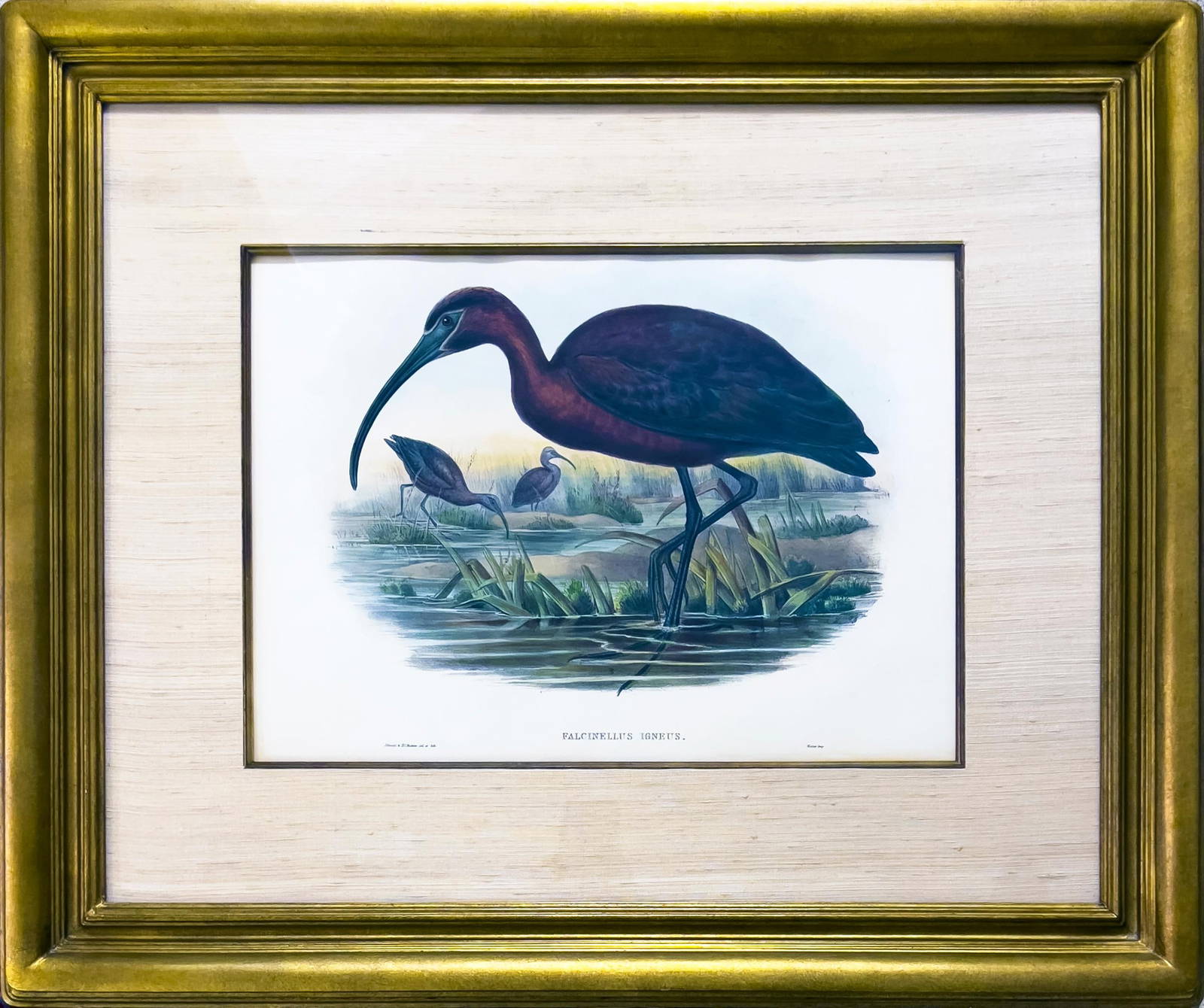 John Gould Falcinellus Igneus Hand-colored Lithograph, Birds Of Great ...