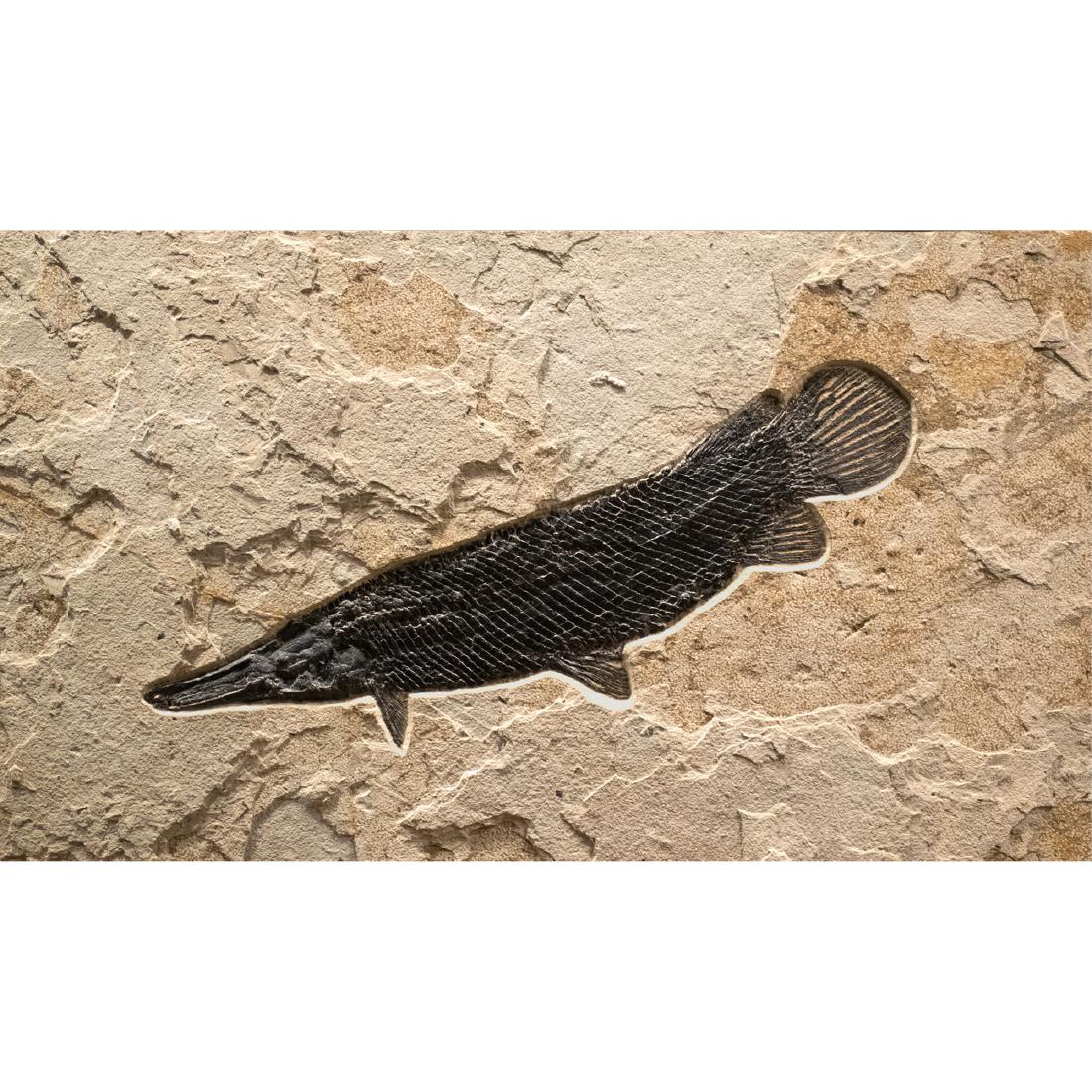 Fossil Mural of a Large Eocene Gar Fish