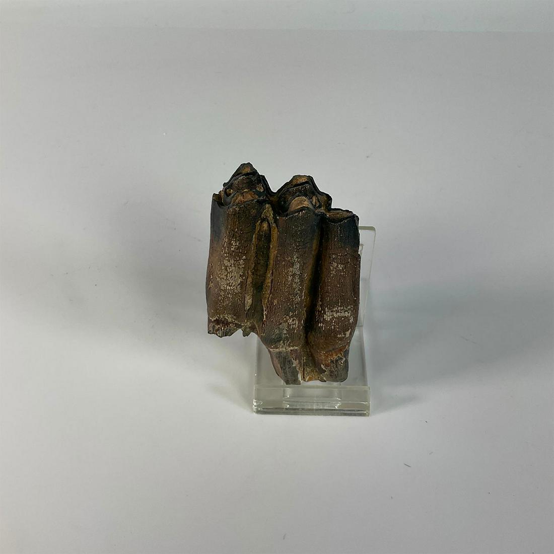 Bison Tooth Molar Fossil Auction