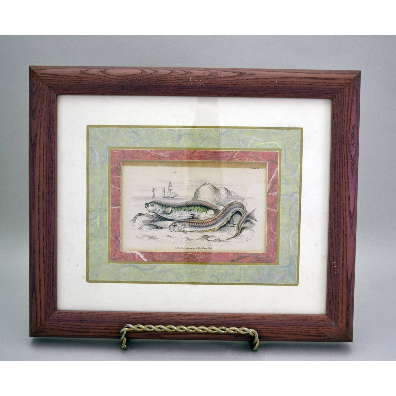 W.h. Lizars Hawkins Gymnetrus And Red Band Fish Hc Engraving, 1840s, W ...