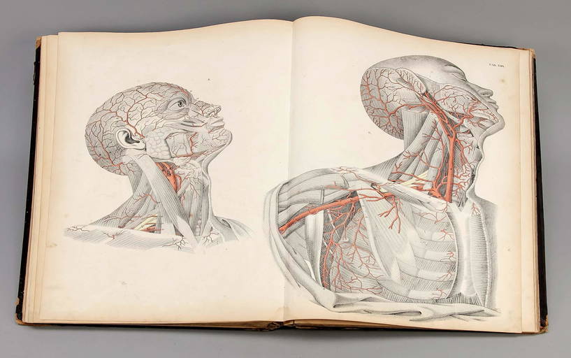 M.j. Weber, ''anatomical Atlas Of