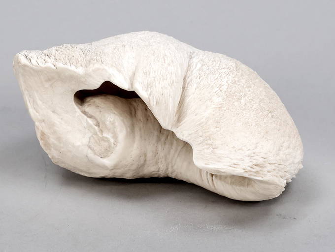 Ossified Ear Canal Of A Whale,