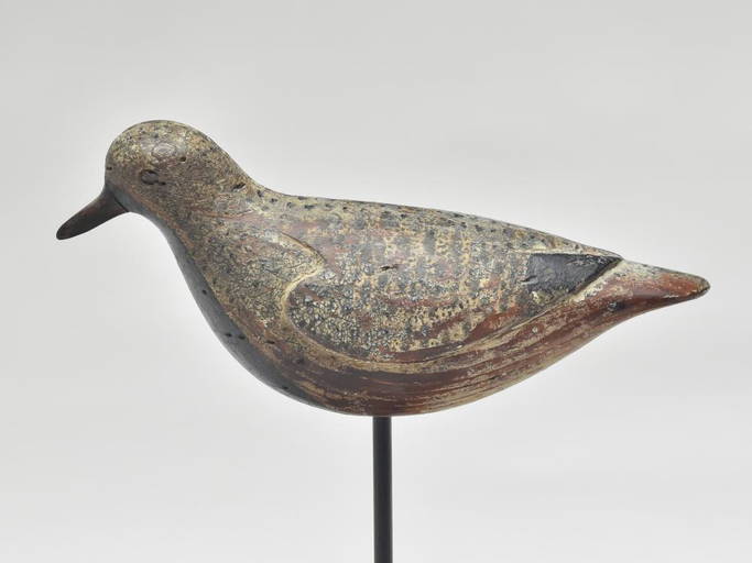 Black Bellied Plover, Obediah Verity, Seaford, Long