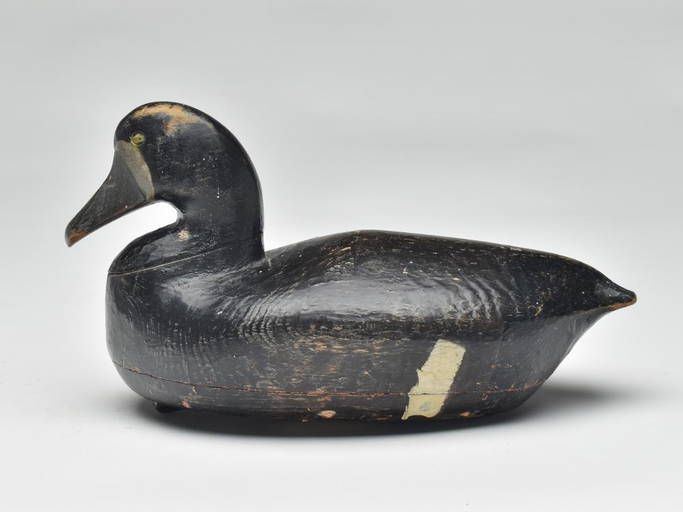 Bluebill hen, Arthur Cobb, Cobb Island, Virginia, last - Nov 11, 2021 ...