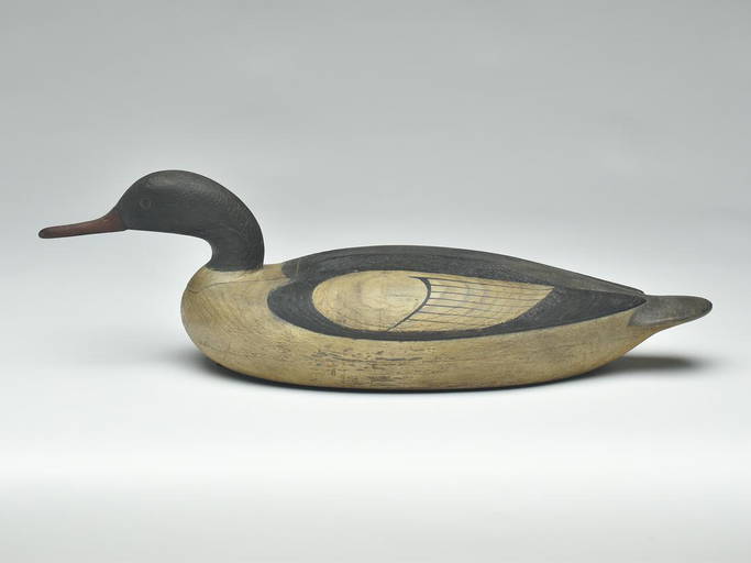 American merganser drake, mark McNair, Craddockville, Virginia. (#0035 ...