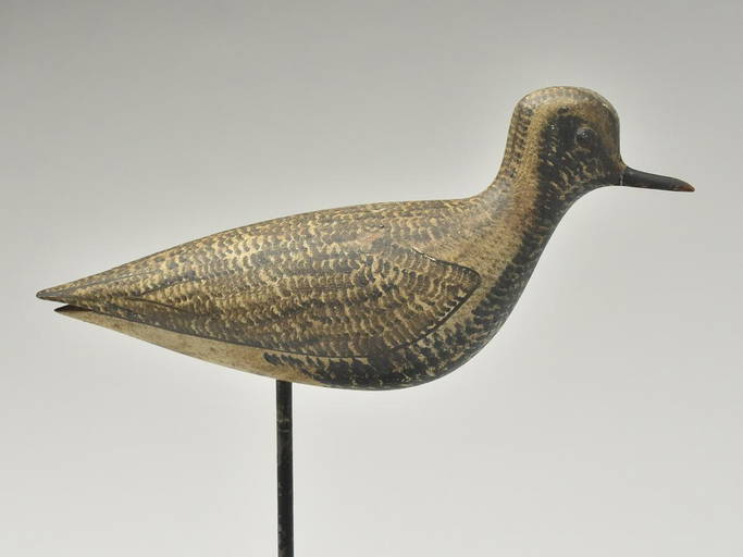 Black Bellied Plover, George Boyd, Seabrook, New Hampshire, 1st Quarter ...