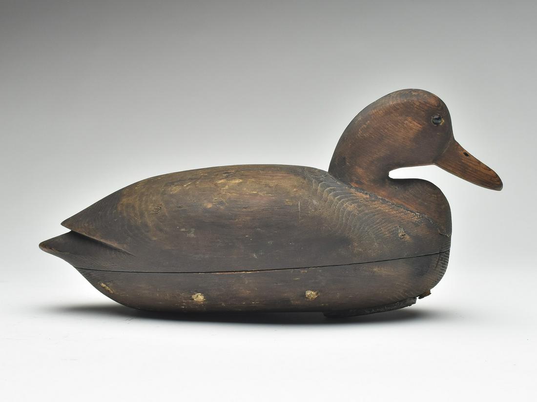 Excellent black duck, Nathan Cobb, Jr., Cobb Island, Virginia, last ...