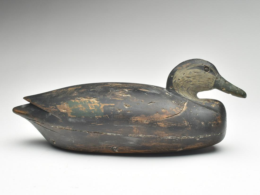 Black duck, Nathan Cobb, Jr., Cobb Island, Virginia, last quarter 19th ...