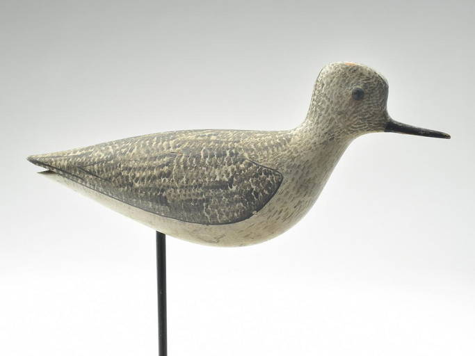 Black Bellied Plover In Winter Plumage, George Boyd, Seabrook, New ...