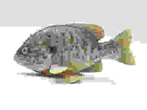 Rare Bluegill Fish Decoy, Jim Foote, Gibraltar, Michigan. Auction