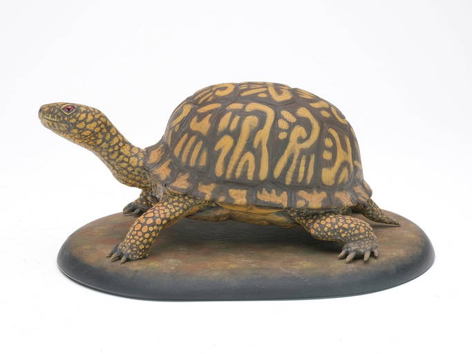 Eastern Box Turtle, Eddie Wozny, Cambridge, Maryland.