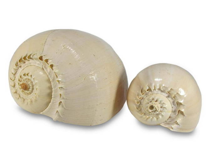 Great 2 pacific sea shells - Nov 18, 2021 | Antiques Online Auctions in FL