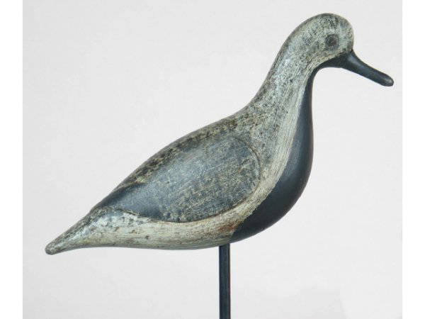 Andrew Verity Black Bellied Plover Rare Alert Pose