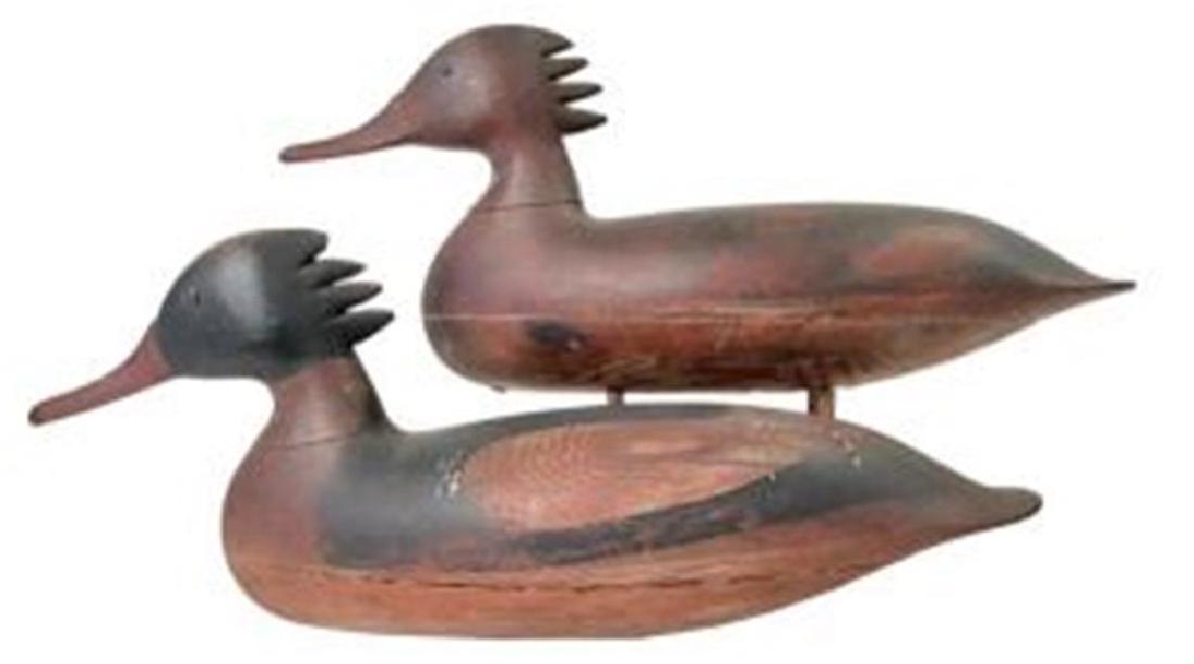 Pair Of Red Breasted Mergansers By Shourds