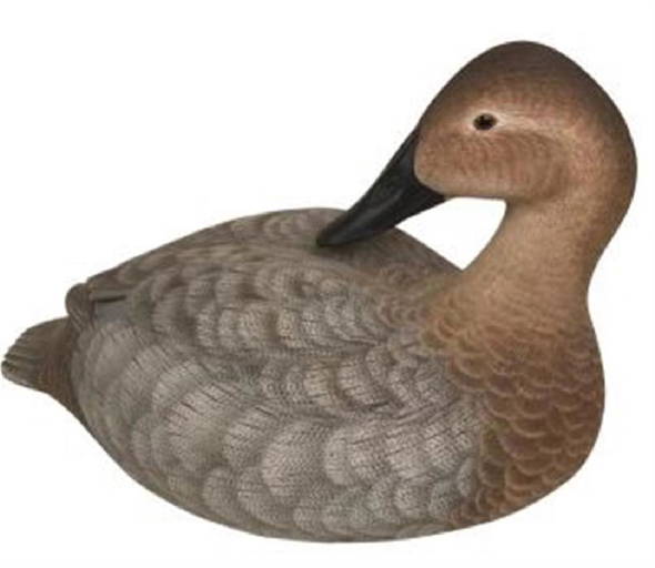 Preening Canvasback Hen By Havel