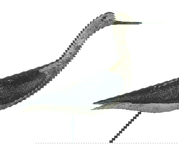 Split Tail Yellowlegs By Charles Thomas Of Assini