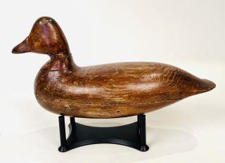 Bluebill By Harry M. Shourds