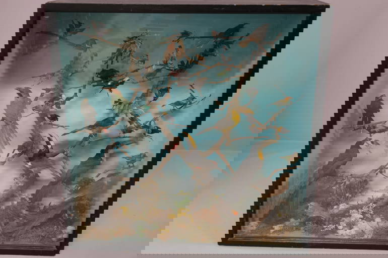 Large Victorian Bird Diarama