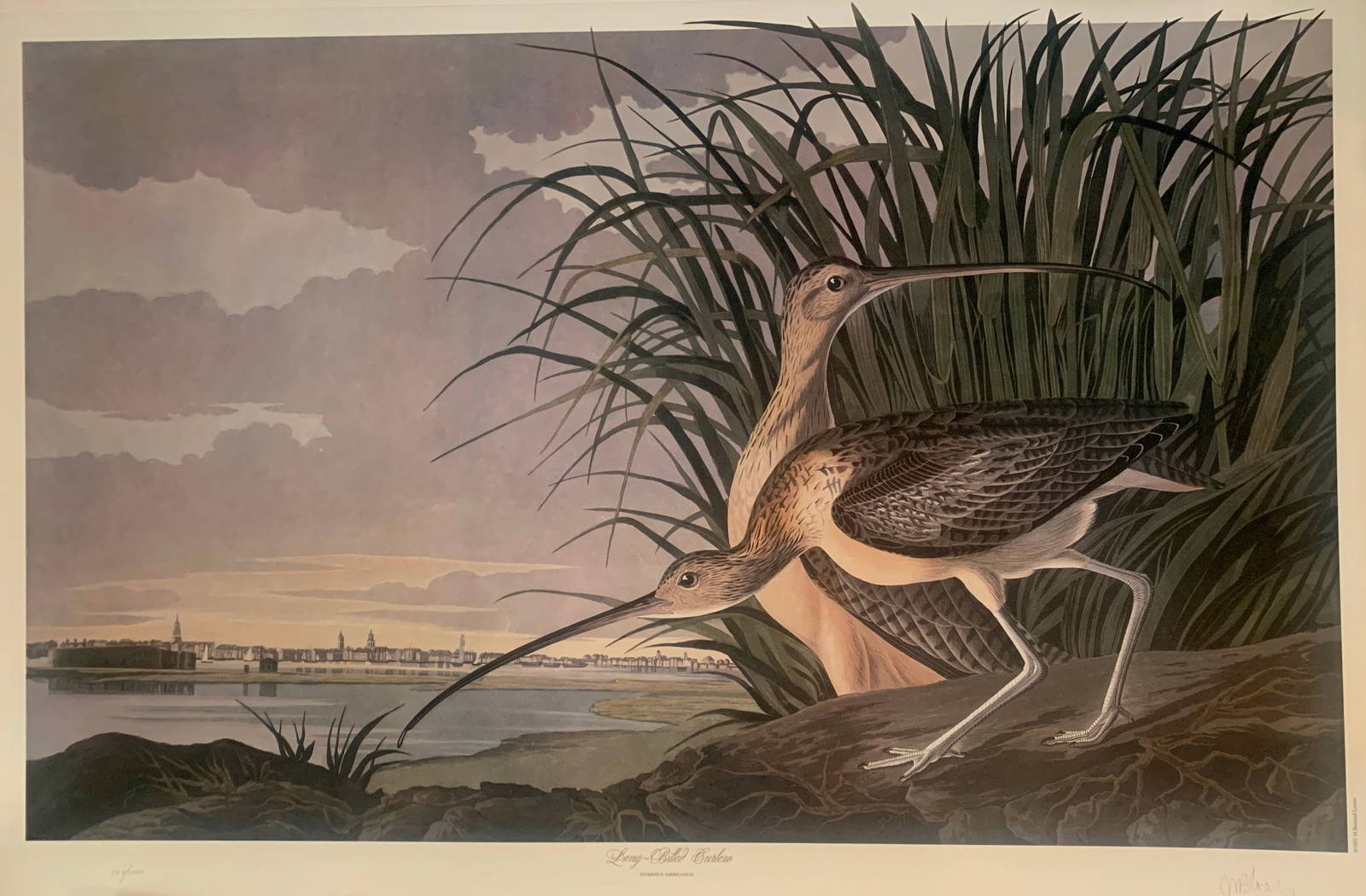 Bernard Loates Audubon, Long Billed Curfew Auction