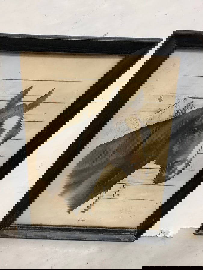 Framed And Signed 'stymie' Horse Portrait Artwork (23.5inx29.5in) Auction