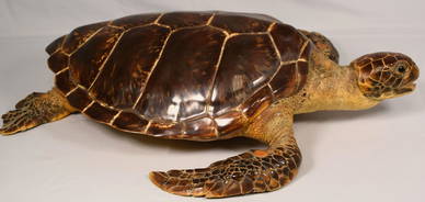 ANTIQUE TAXIDERMY TORTOISE SHELL - Oct 28, 2018 | Westport Auction in CT