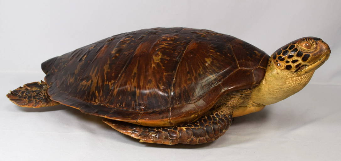 Large Old Taxidermy Sea Turtle