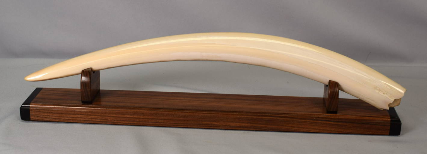 Beautiful Polish Walrus Tusk On Custom Stand