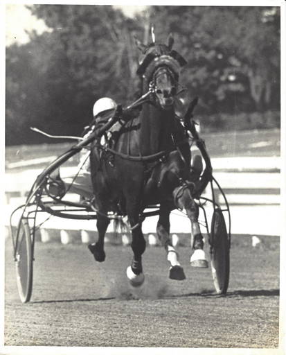 Vintage 1970s Usta Harness Racing Photo Horse "nero" & Driver Joe O'brien