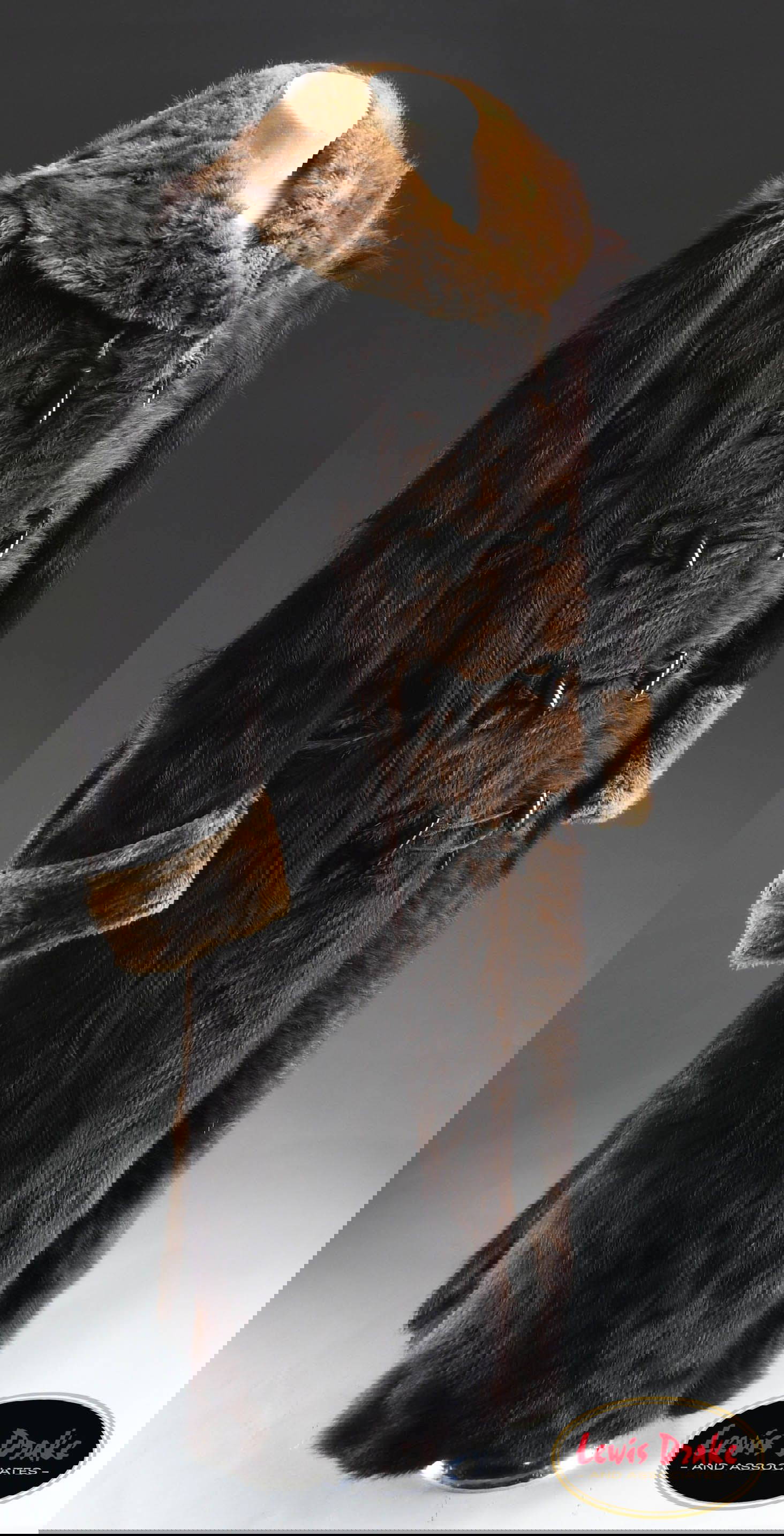 Bear Skin Coat. Auction