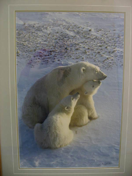 Tom Mangelsen Photo "mother's Love Polar Bears"