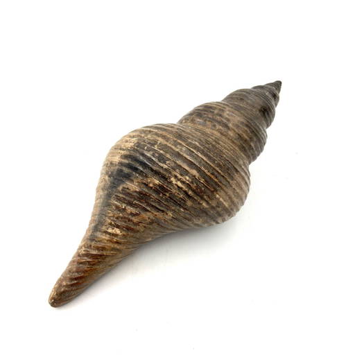 Mayan Ceramic Conch Shell Trumpet, 15th C, or Earlier. - Feb 19, 2022 ...