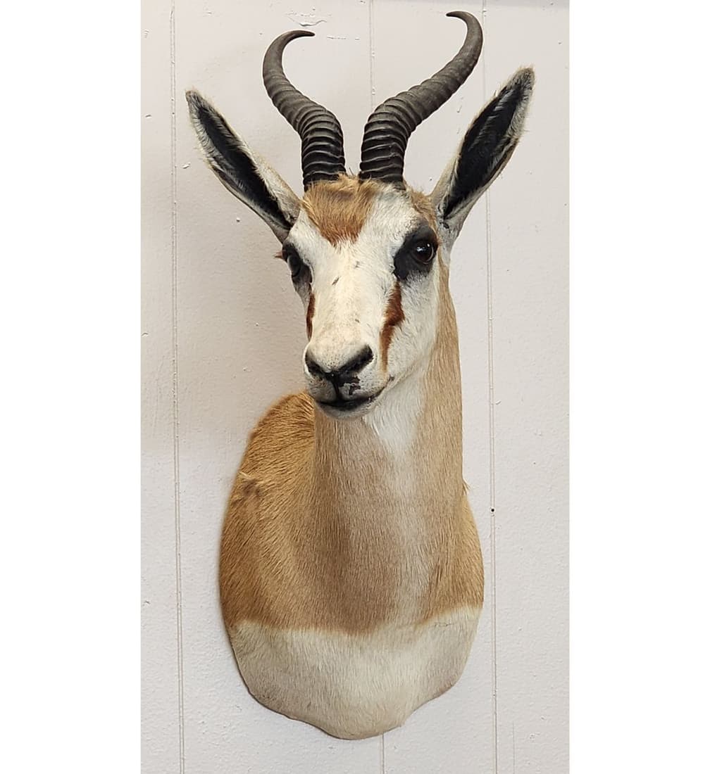Taxidermy Springbok Head