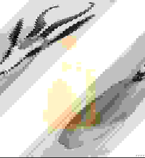 Taxidermy Springbok(spring Buck) Head Mount Auction