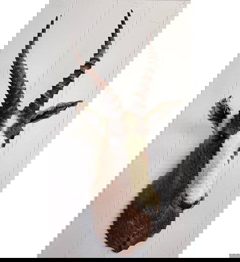 Taxidermy Blesbok (blesbuck) Head Mount